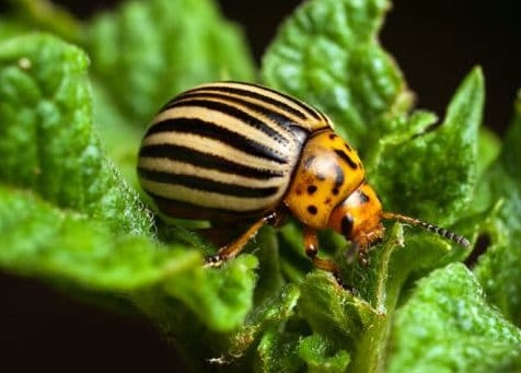 Insectes de jardins… des solutions pour en éradiquer certains. – Le ...